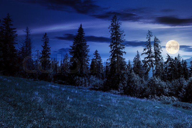 Full Moon Night Forest Scene