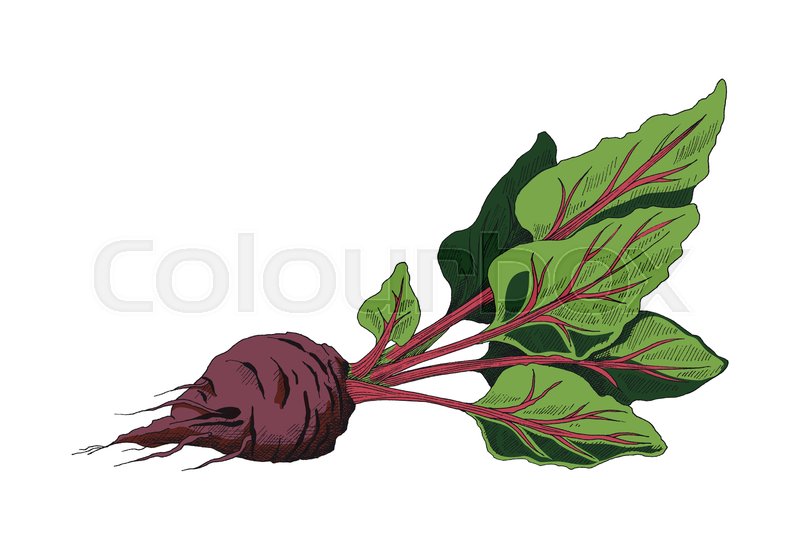 Beetroot Drawing