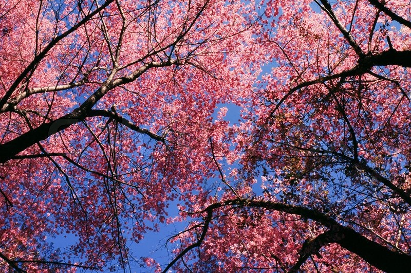 Pink sakura flowers | Stock image | Colourbox