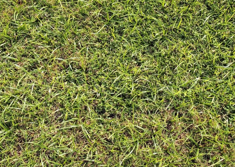 Green Grass Surface | Stock image | Colourbox