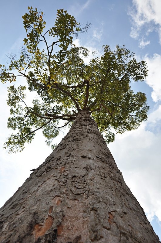 Großer Baum | Stock Bild | Colourbox