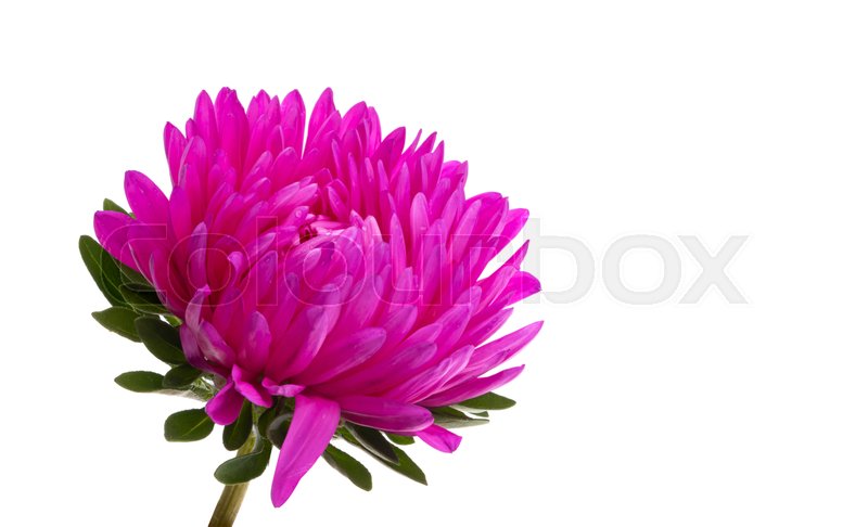 Red Aster Flower