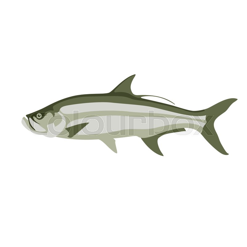 Tarpon Vector