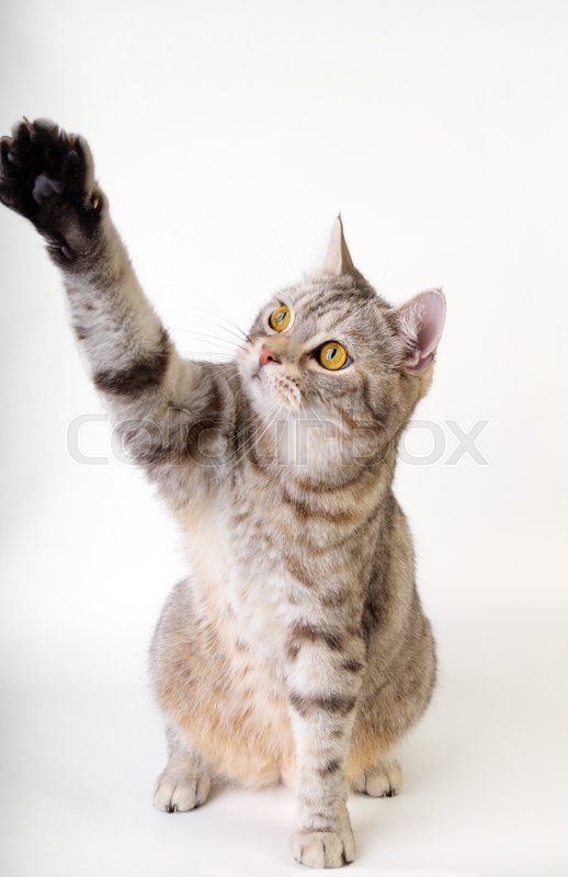 Cat Sitting Upright