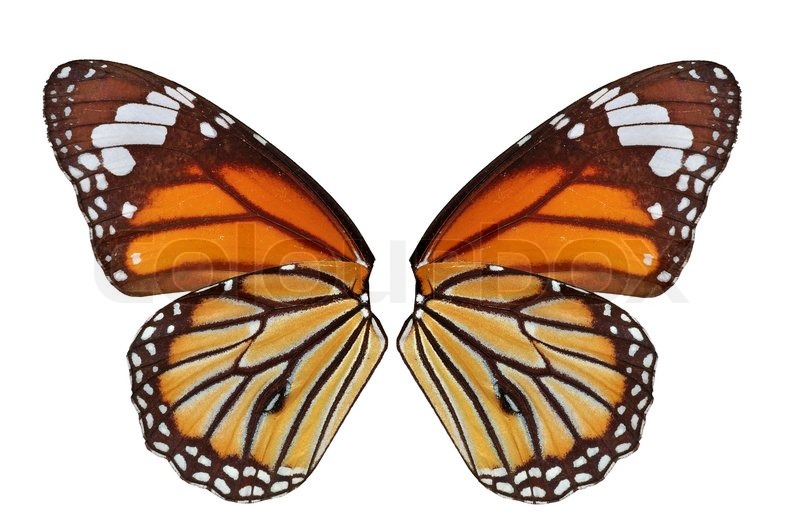 Butterfly wing | Stock image | Colourbox