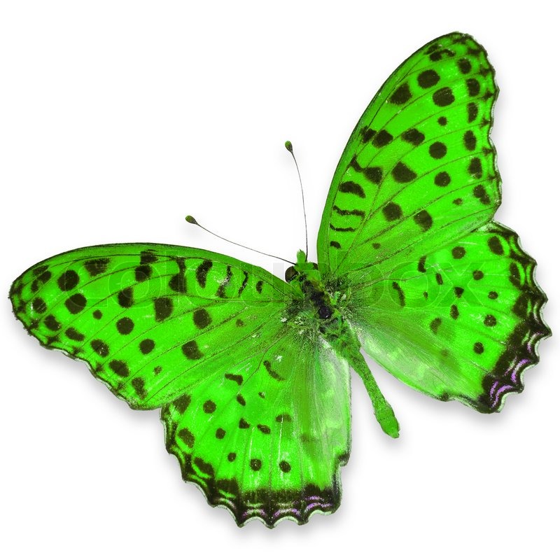 Green butterfly | Stock image | Colourbox