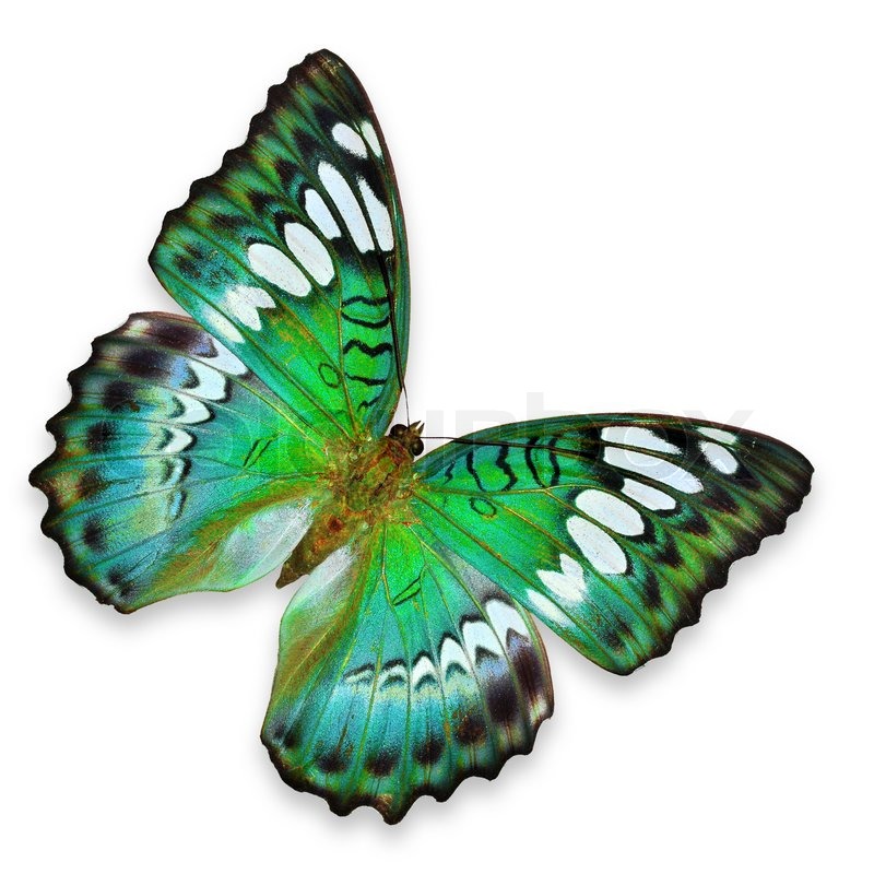 Green butterfly | Stock image | Colourbox