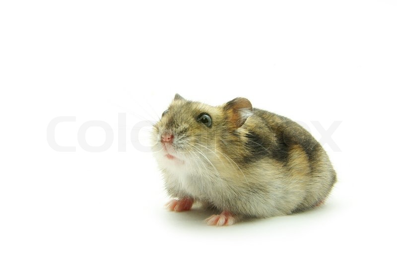 Hamster | Stock foto | Colourbox