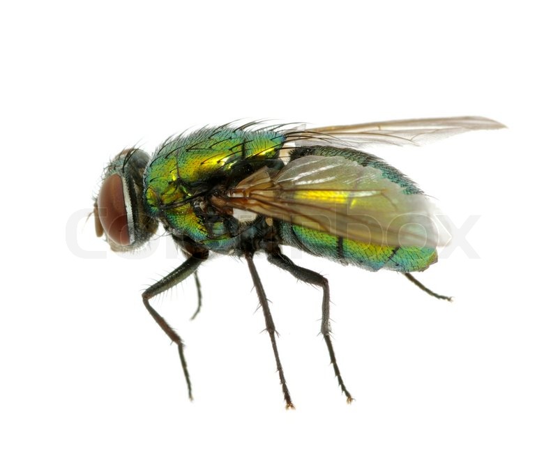Green fly | Stock image | Colourbox