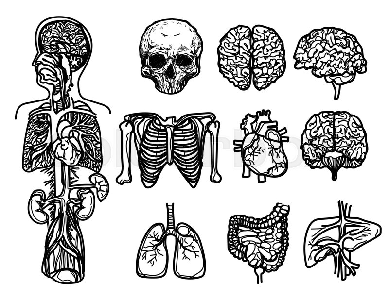 Human Body Clipart Black And White