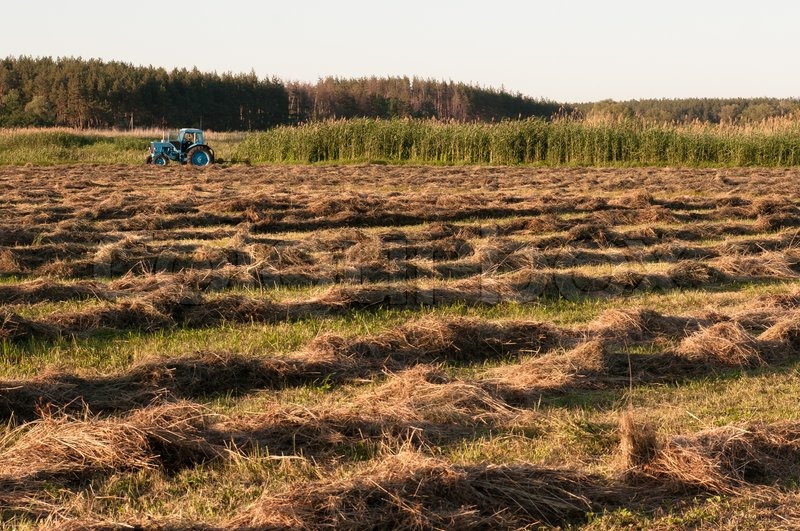 Heu | Stock Bild | Colourbox