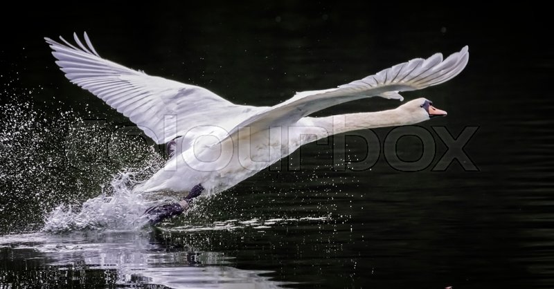 Swan Flying Out Of Water