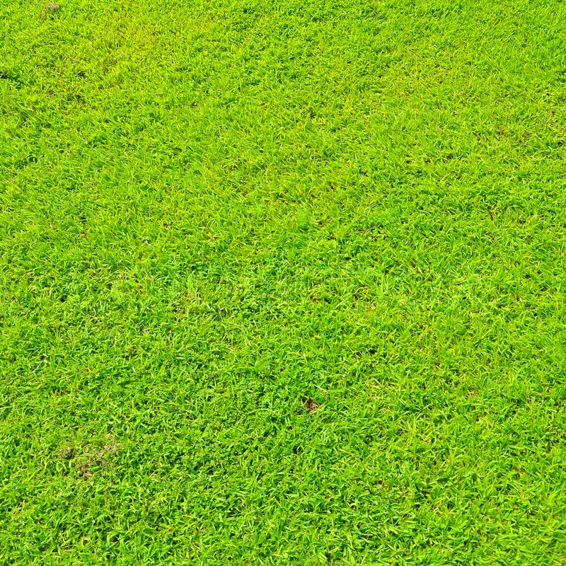 Schöne grüne Gras | Stock Bild | Colourbox