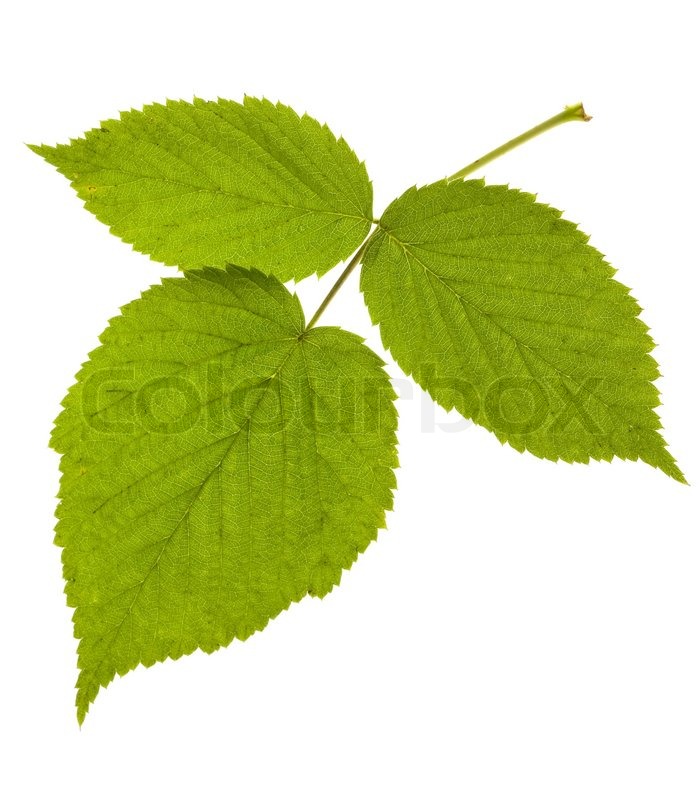 Himbeerblätter | Stock Bild | Colourbox