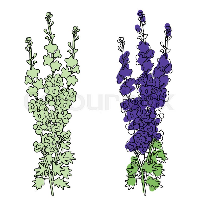 Delphinium Flower Drawing