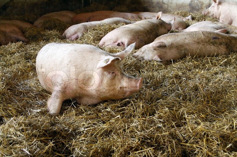 Boars in hay at a piggery | Stock image | Colourbox