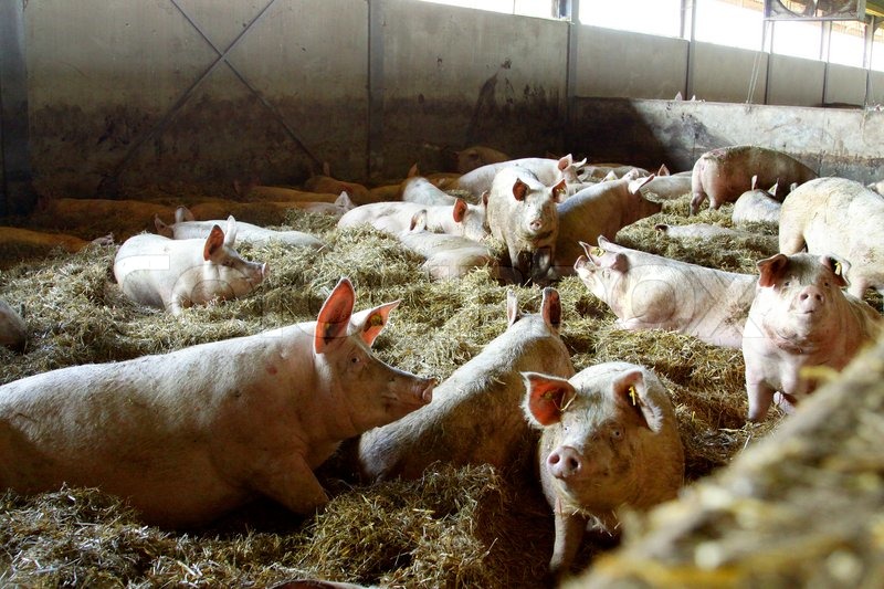 Boars in hay at a piggery | Stock image | Colourbox