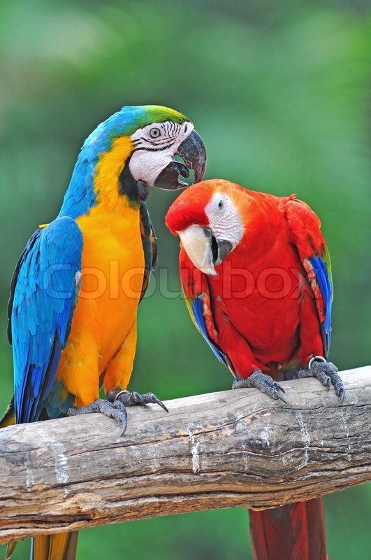 Bunter Papagei | Stock Bild | Colourbox