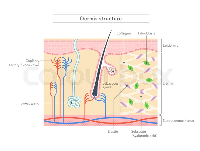 Illustration showing the structure of ... | Stock vector | Colourbox