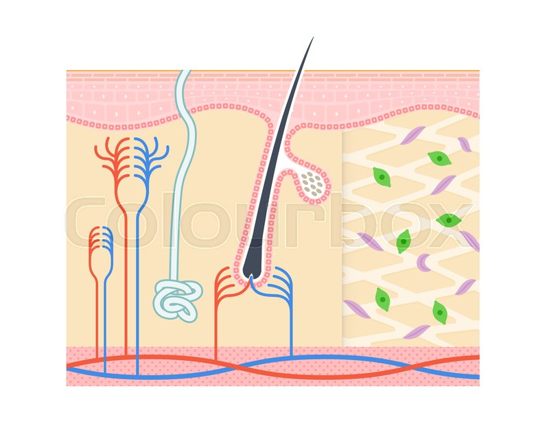 Hair Diagram Unlabeled