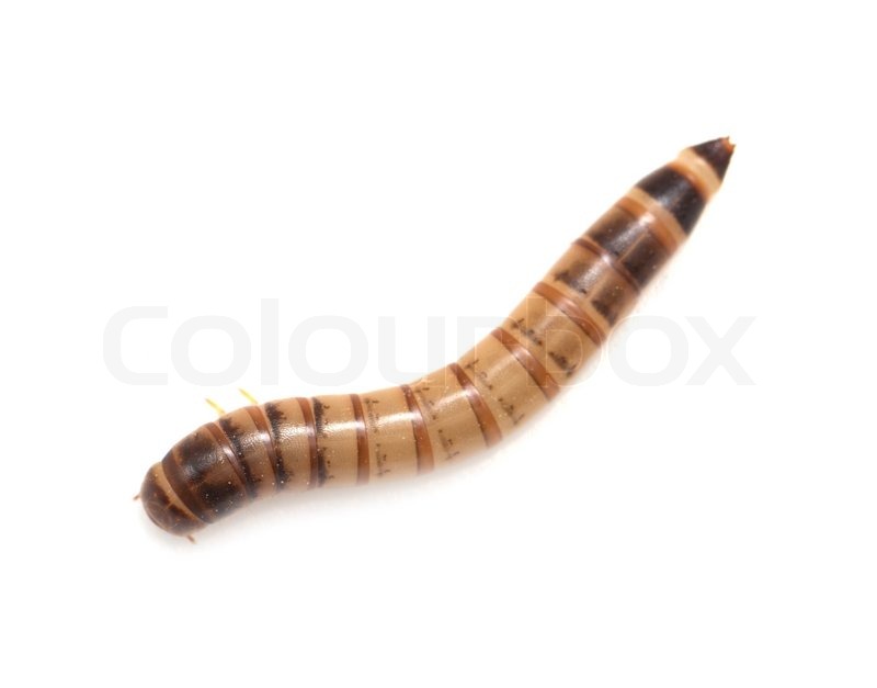 Worm on white background macro | Stock image | Colourbox