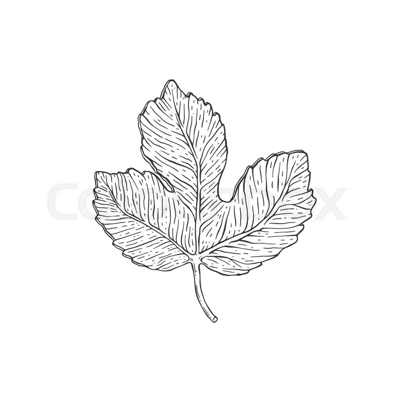 Fig Leaf Outline