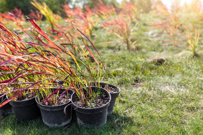 Imperata Red Baron