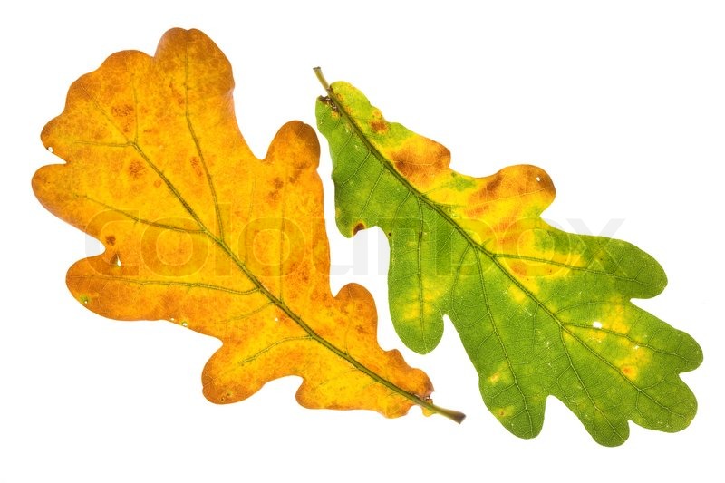 Oak leaf isolated | Stock image | Colourbox