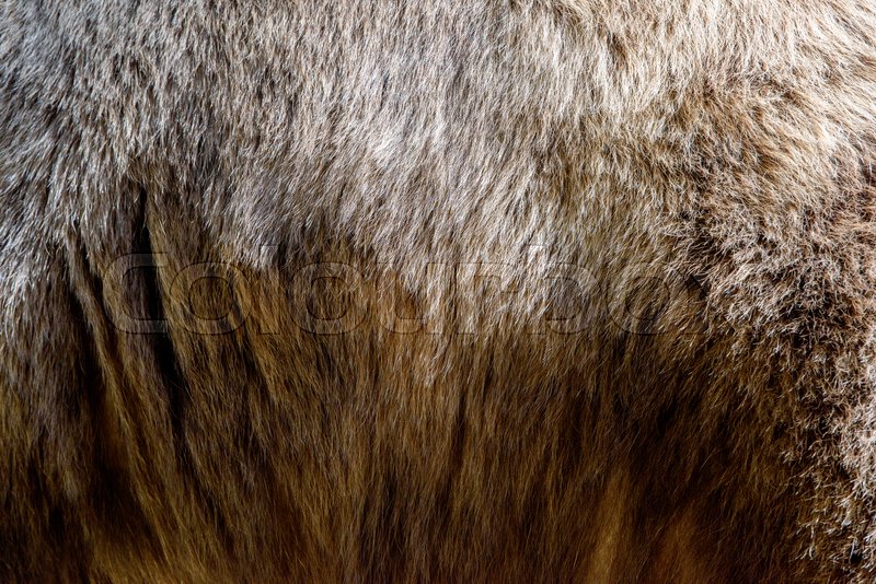 Bear Fur Texture