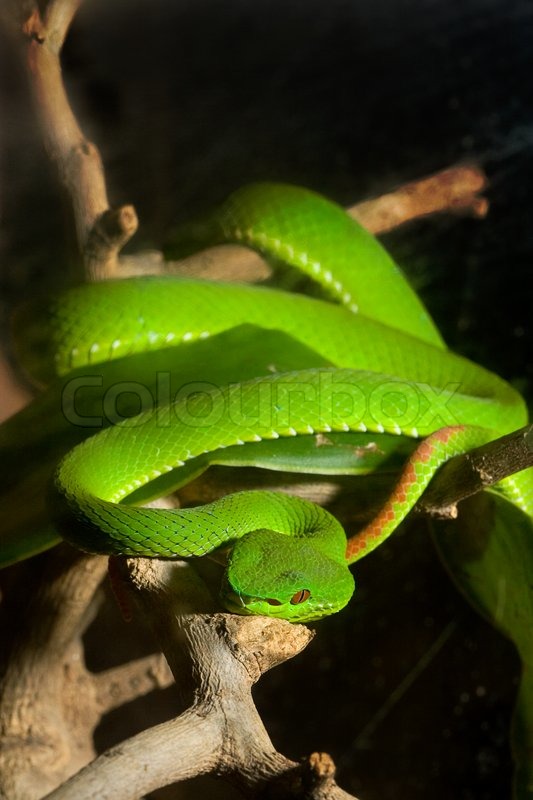 Green snake hang on tree branch | Stock image | Colourbox