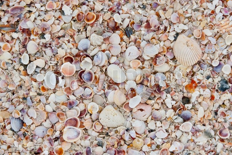 Background with real sea shells, coral ... | Stock image | Colourbox
