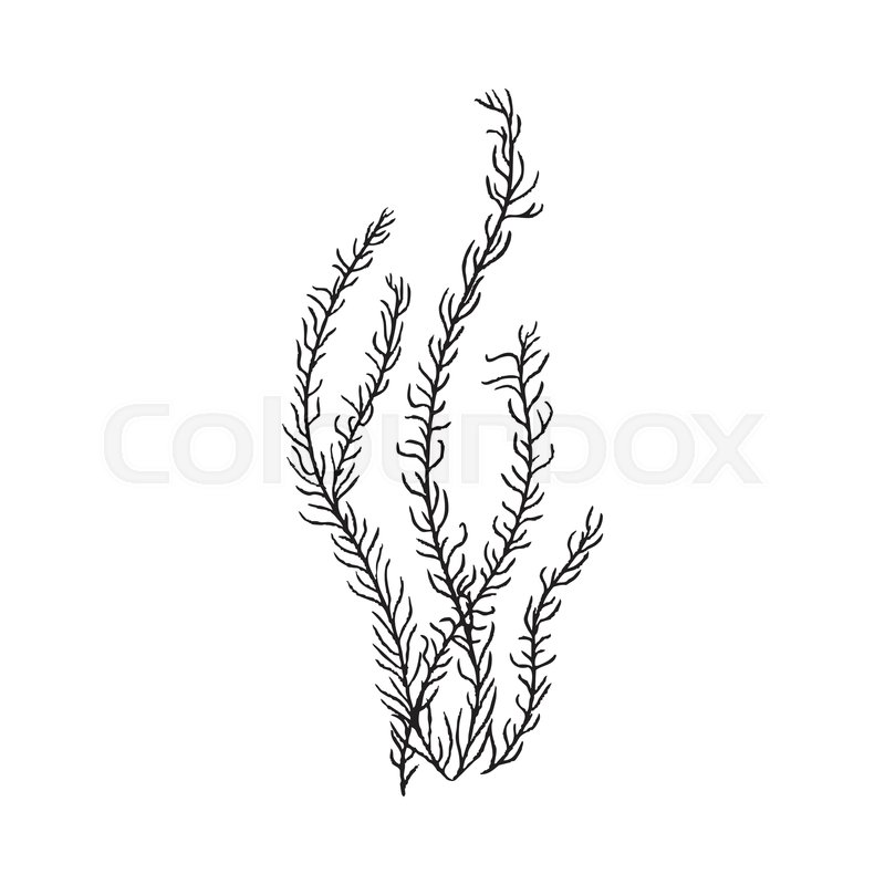 Seaweed Drawing