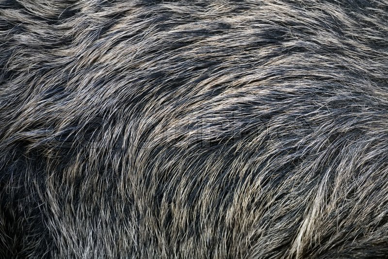 Wild boar pattern design. Real fur Skin ... | Stock image | Colourbox