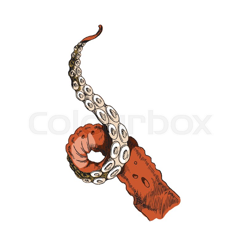 Squid Tentacles Drawing