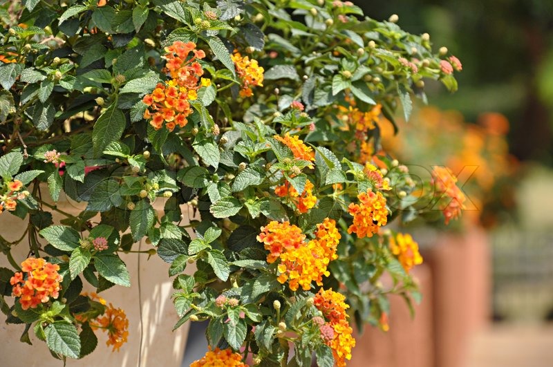 Lantana flowers | Stock Photo | Colourbox