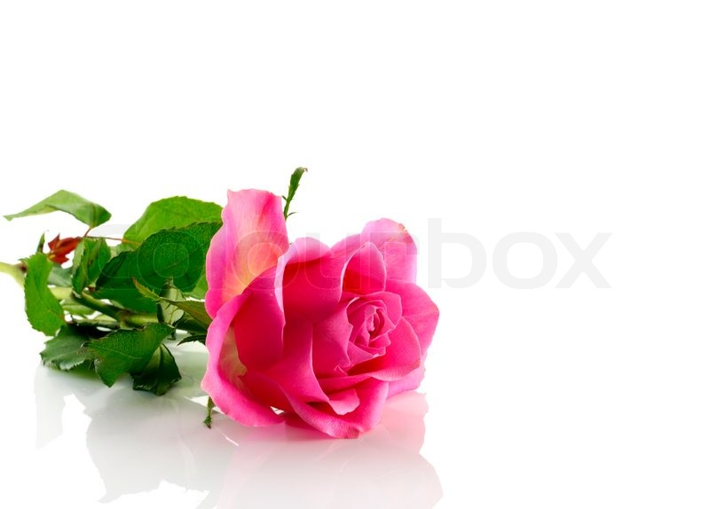 Pink rose | Stock image | Colourbox