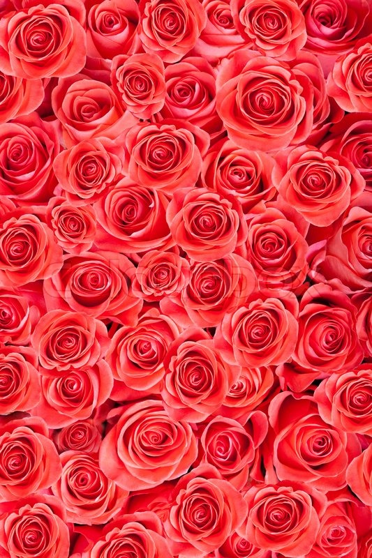 Red natural roses background | Stock image | Colourbox
