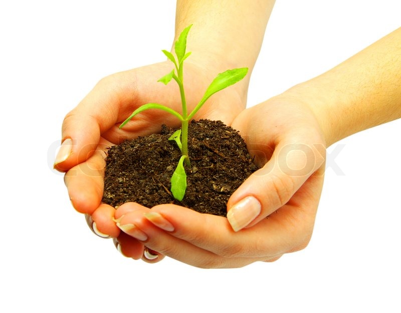 Eine Pflanze | Stock Bild | Colourbox