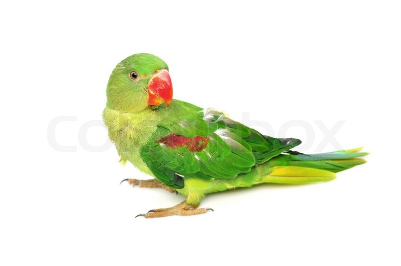 Closeup Female Alexandrine Parakeet on ... | Stock image | Colourbox