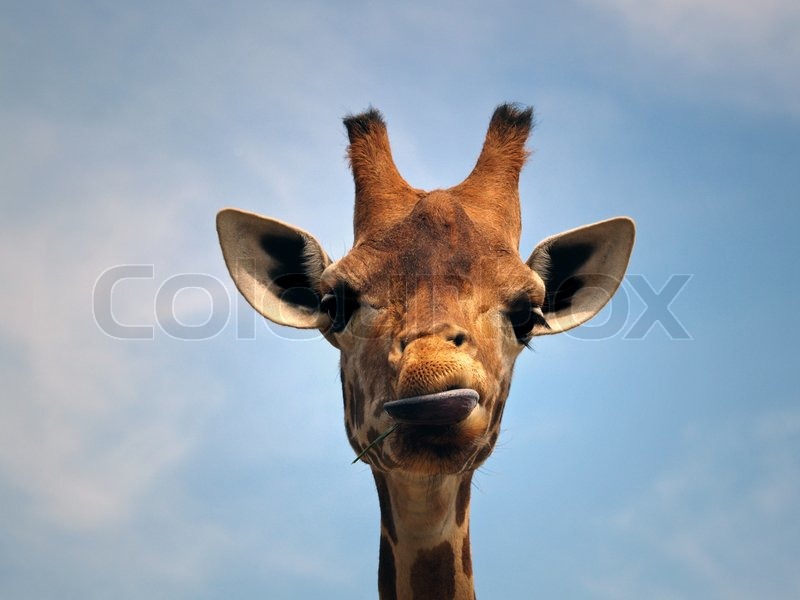 Giraf med et sjovt udtryk | Stock foto | Colourbox