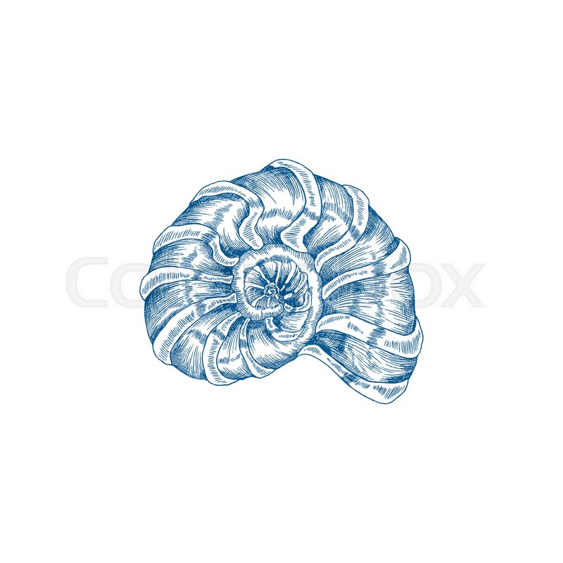 Spiral Sea Shells Vector
