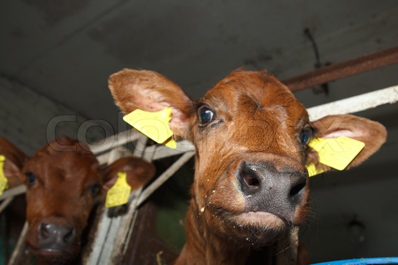 Newborn calf nose | Stock image | Colourbox