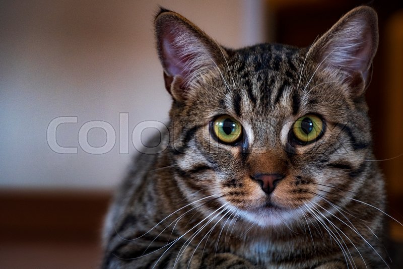 Classic Tabby