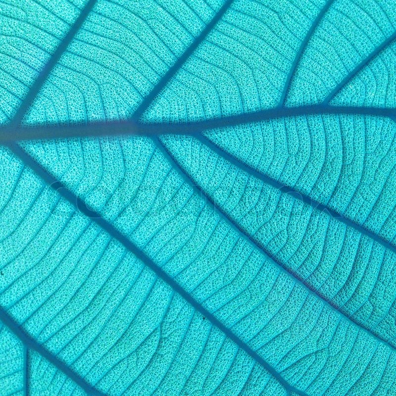 Blue leaf texture | Stock image | Colourbox