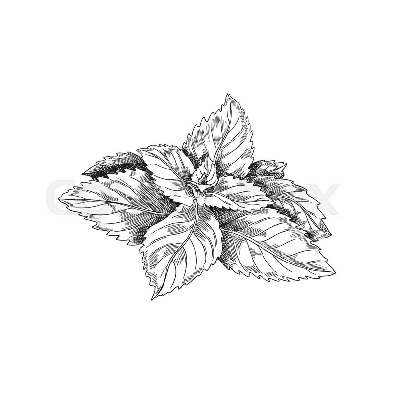 Peppermint Leaf Illustration