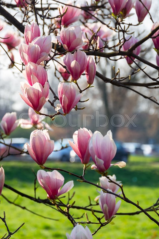 Pink Magnolia Flower Tree