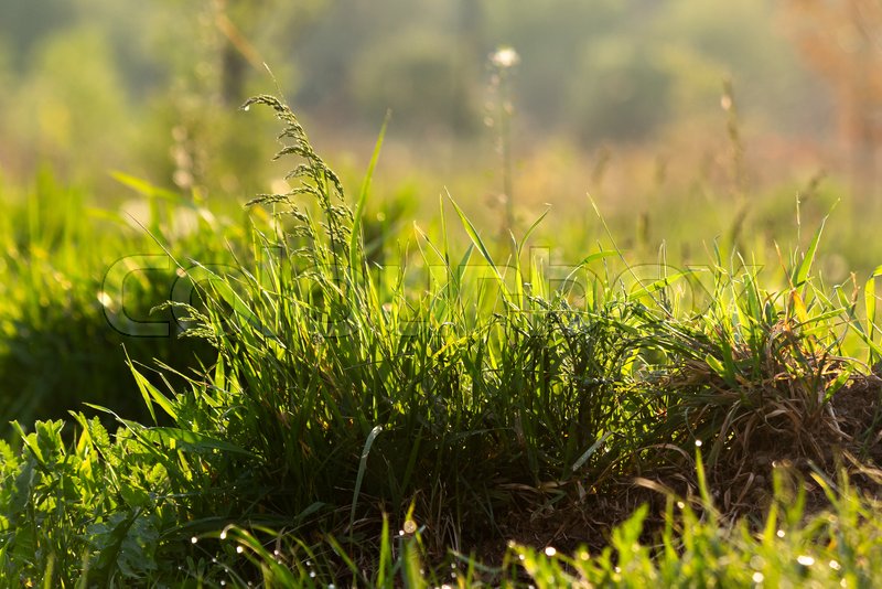 Grassy Meadow Background