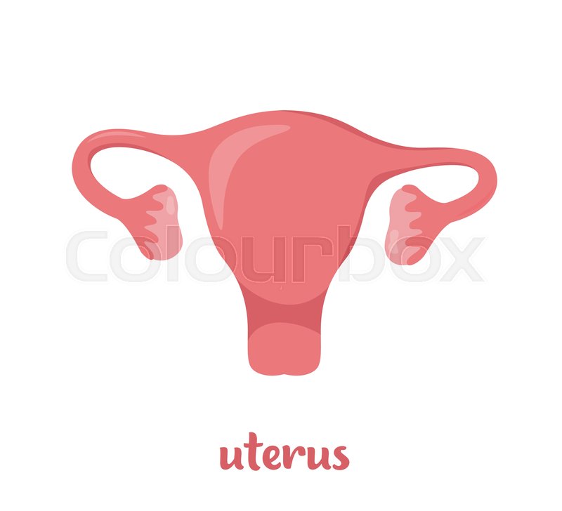 Healthy Human Uterus