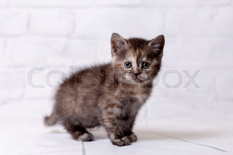 Light Tortoiseshell Kitten