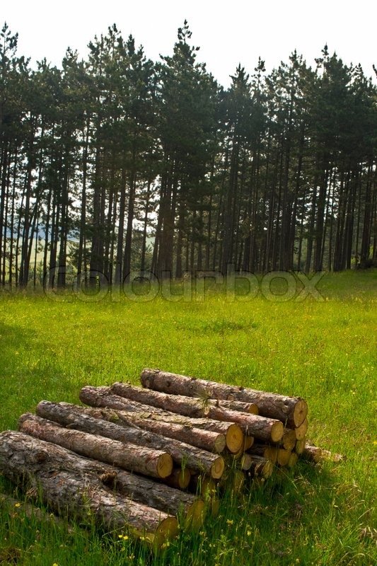 Several cut tree trunks laying on the ... | Stock image | Colourbox